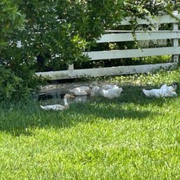 BLOSSOM & BRIE - Updated January 2025 - 124 Photos & 44 Reviews - 8250 ...