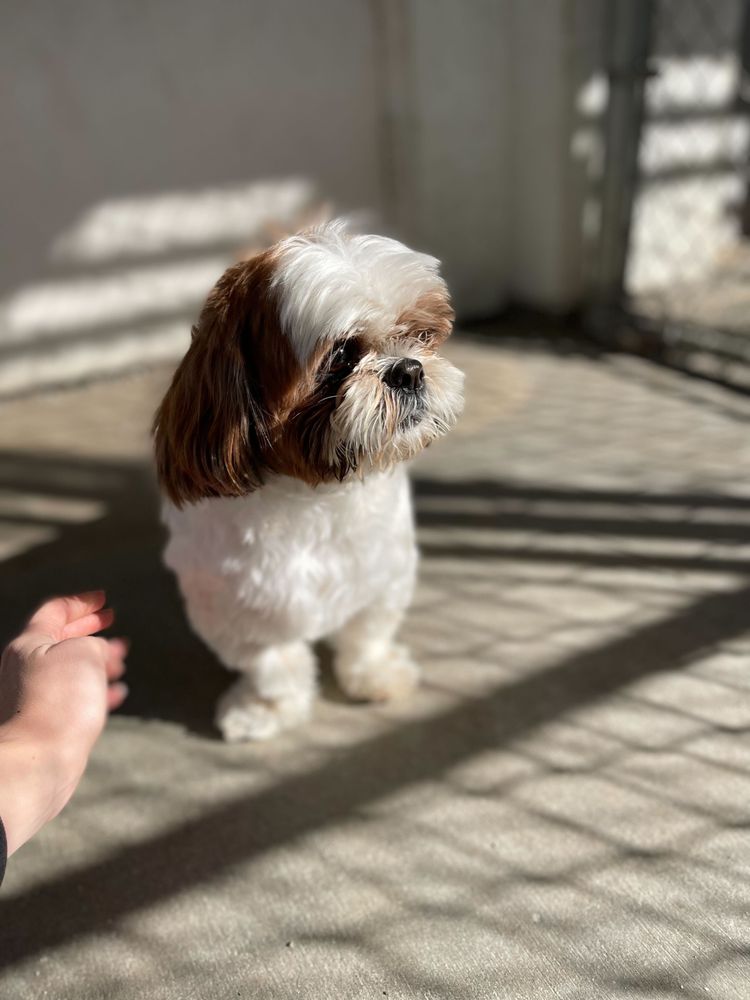 FOUR PAWS INN - 420 Photos & 144 Reviews - 3500 W Ramsey St, Banning ...