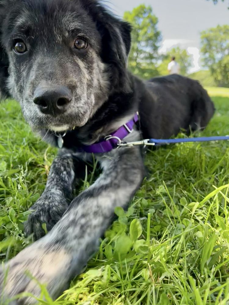 POSH PETS RESCUE - Updated January 2026 - 438 Photos & 299 Reviews ...