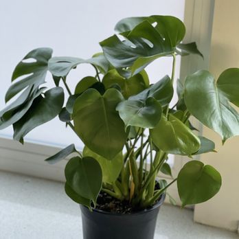 CYPRESS SWAP MEET - Updated June 2025 - 224 Photos & 175 Reviews - 9200 ...