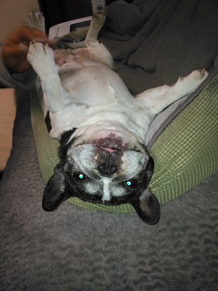 SPRINGDALE KENNELS - Updated July 2024 - 75 Photos & 83 Reviews - 520 ...