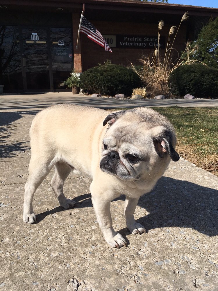 PRAIRIE STATE VETERINARY CLINIC - Updated May 2026 - 31 Photos & 58 ...