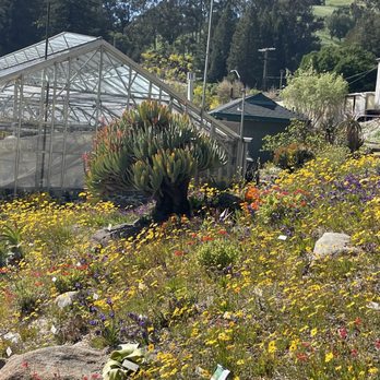 UC BOTANICAL GARDEN AT BERKELEY - Updated November 2024 - 1435 Photos ...