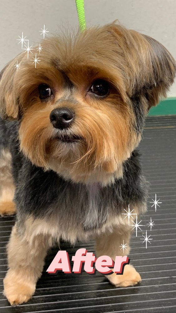 CRITTER CLEANERS - Updated October 2024 - 27 Photos & 13 Reviews - 3404 ...