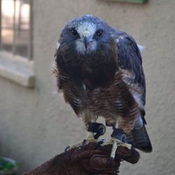 CALIFORNIA RAPTOR CENTER - 37 Photos & 16 Reviews - 1340 Equine Way ...
