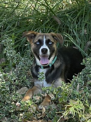 THE DOG SENSEI - Updated October 2025 - 346 Photos & 19 Reviews - 2661 ...