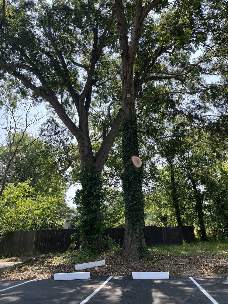 GREENVILLE TREE - Updated October 2025 - 15 Photos - 220B E Earle St ...