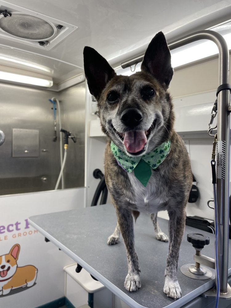 PERFECT PAWS MOBILE GROOMING - Updated July 2025 - 14 Photos - Niles ...