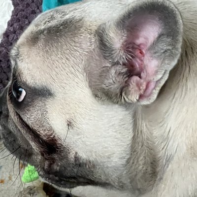 WESTCHESTER VETERINARY CENTER & CAT CLINIC - Updated September 2025 ...