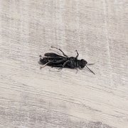 ARTERIX PEST CONTROL - 28 Photos & 138 Reviews - Rockville, Maryland ...