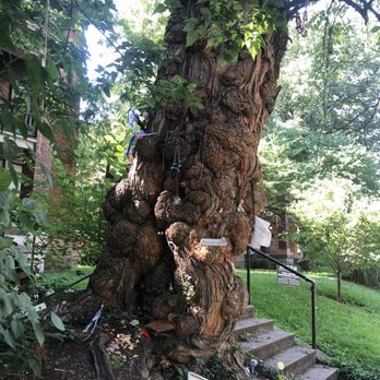 THE WITCHES TREE - Updated December 2025 - 49 Photos & 15 Reviews - S ...