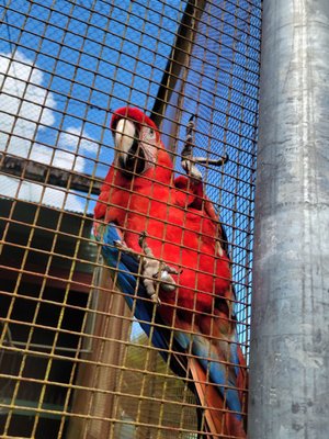 PANA’EWA RAINFOREST ZOO & GARDENS - Updated November 2024 - 782 Photos ...