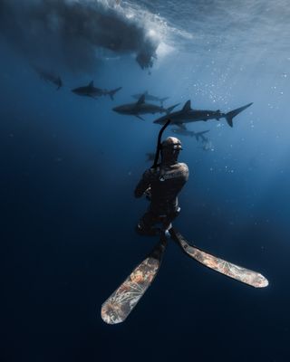 HAWAII ADVENTURE DIVING - Updated October 2025 - 281 Photos & 194 ...