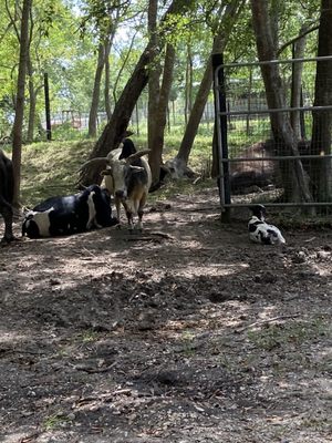 BAYOU WILDLIFE ZOO - Updated August 2024 - 348 Photos & 142 Reviews ...