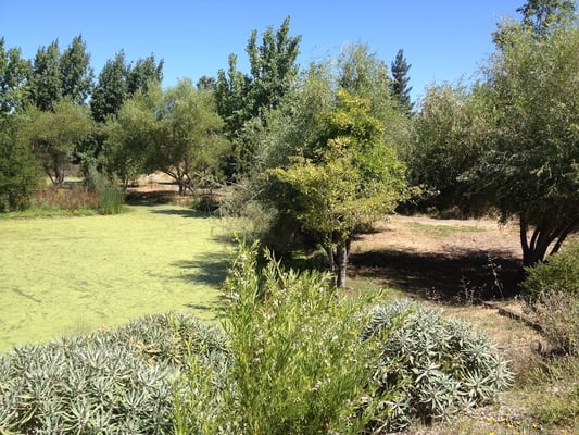 TULE PONDS AT TYSON LAGOON WETLAND CENTER - Updated October 2025 - 29 ...