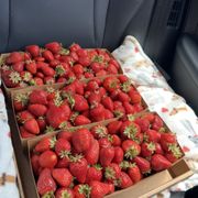 SWANTON BERRY FARM - 1049 Photos & 508 Reviews - 25 Swanton Rd ...