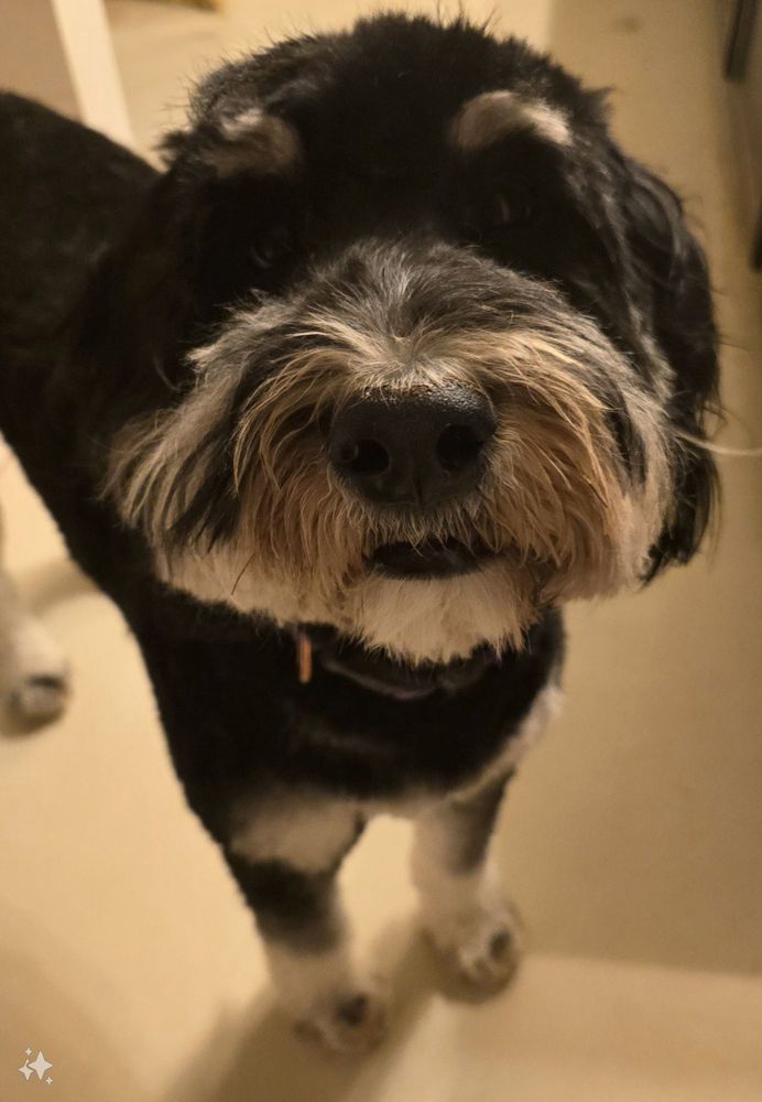 A PASSION FOR PETS - Updated April 2026 - 64 Photos & 47 Reviews - 675 ...