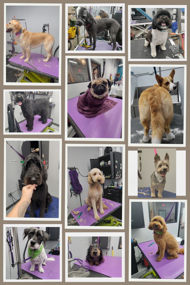 ROUND OF A-PAWS GROOMING - Updated July 2025 - 15 Photos - Holland ...