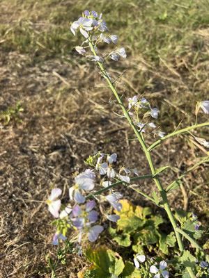 CAT JETTY - Updated December 2025 - 163 Photos & 18 Reviews - 2510 ...