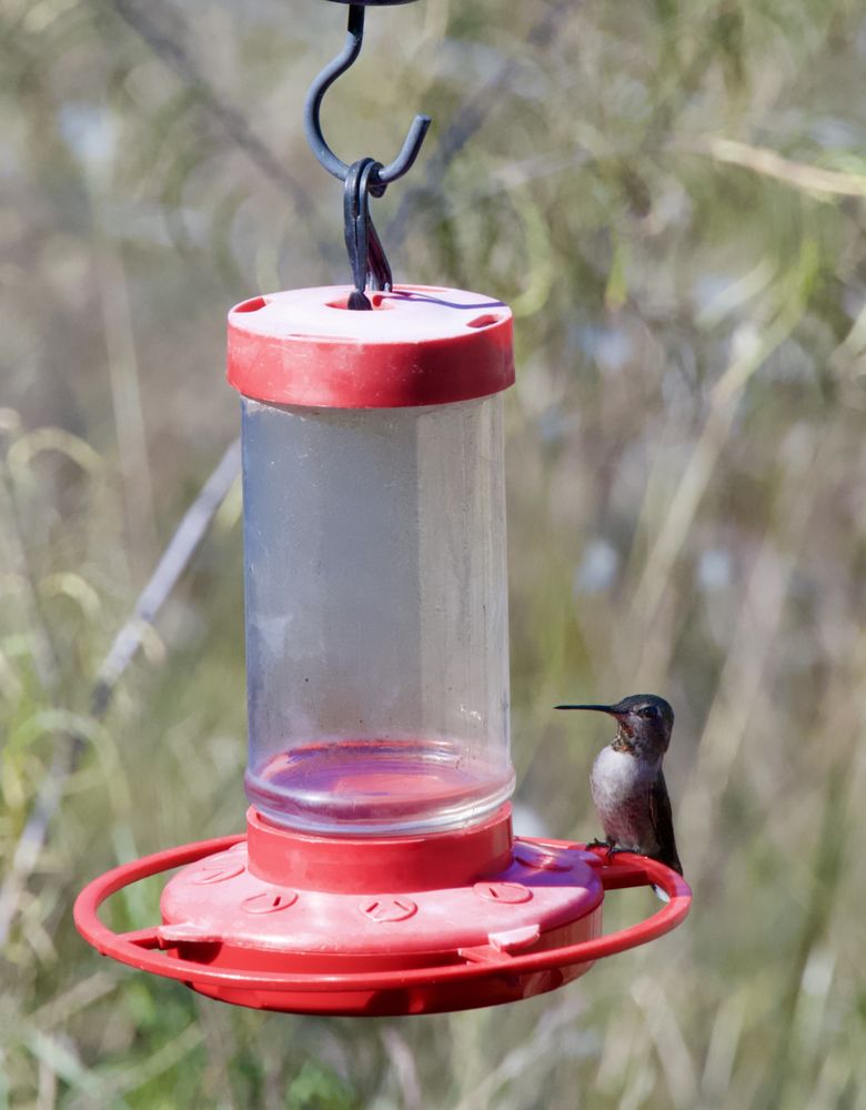 US FOREST SERVICE RED ROCK RANGER STATION - Updated July 2025 - 161 ...