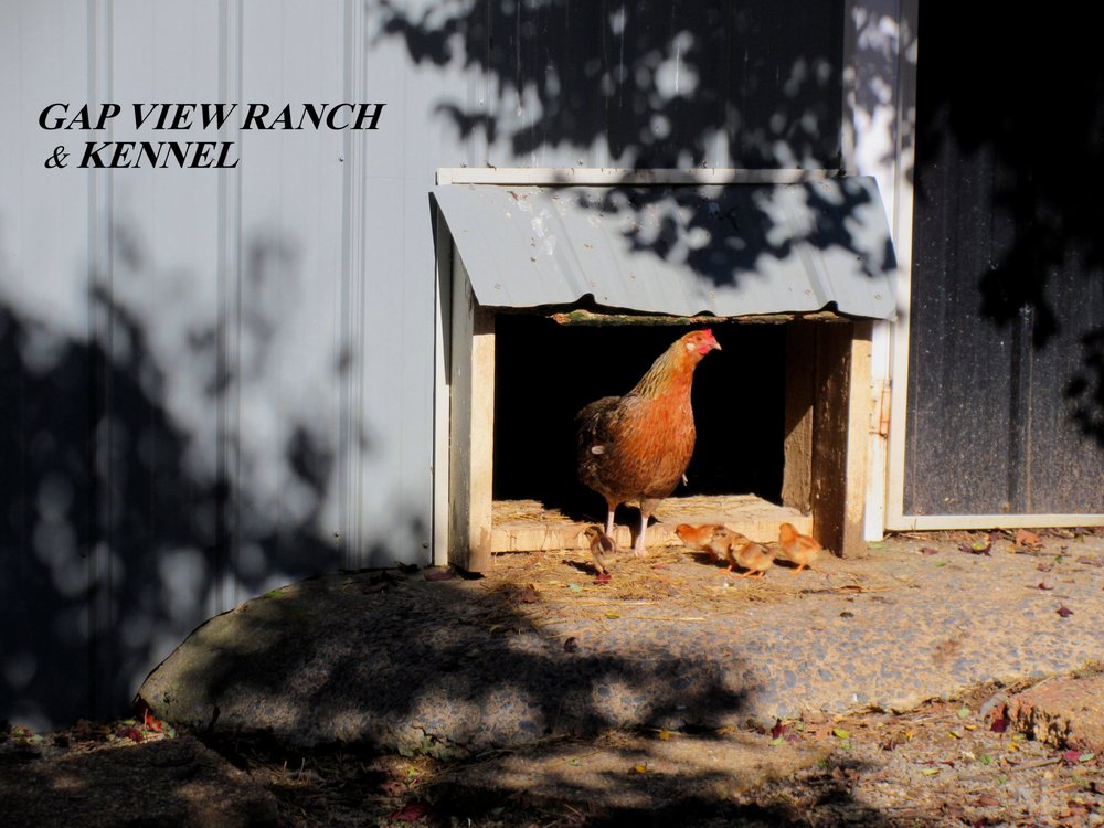 GAP VIEW RANCH AND KENNEL - Updated November 2025 - 822 Photos & 24 ...