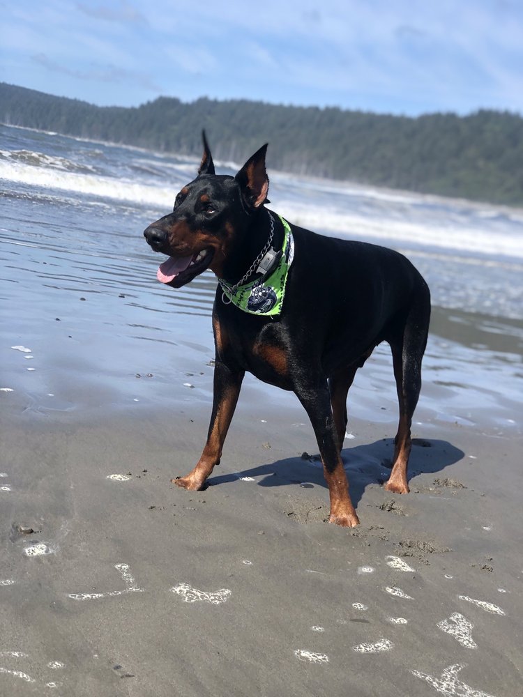 EVERGREEN VETERINARY HOSPITAL - Updated June 2024 - 21 Photos & 82 ...