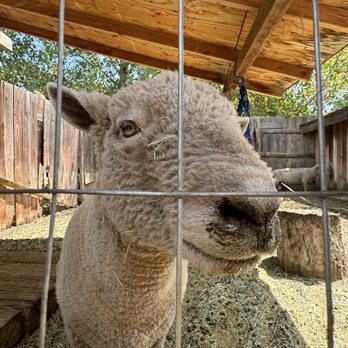 JULIAN FARM AND ORCHARD - Updated November 2024 - 342 Photos & 104 ...