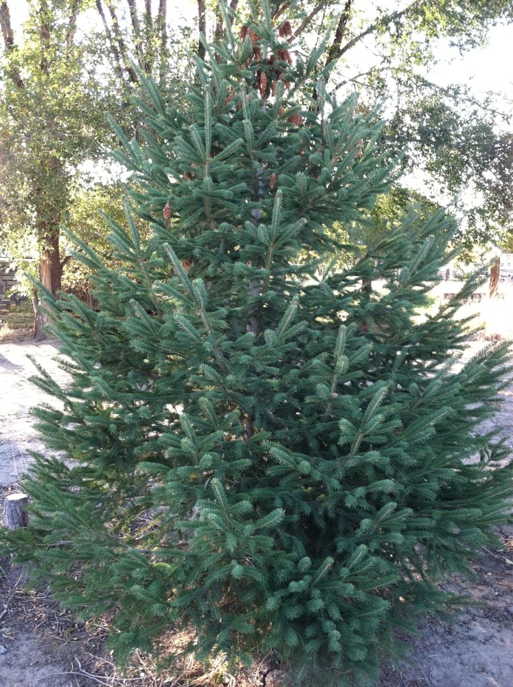 NORTH POLE PINES - Updated April 2024 - 2546 W 3100th N, Farr West ...