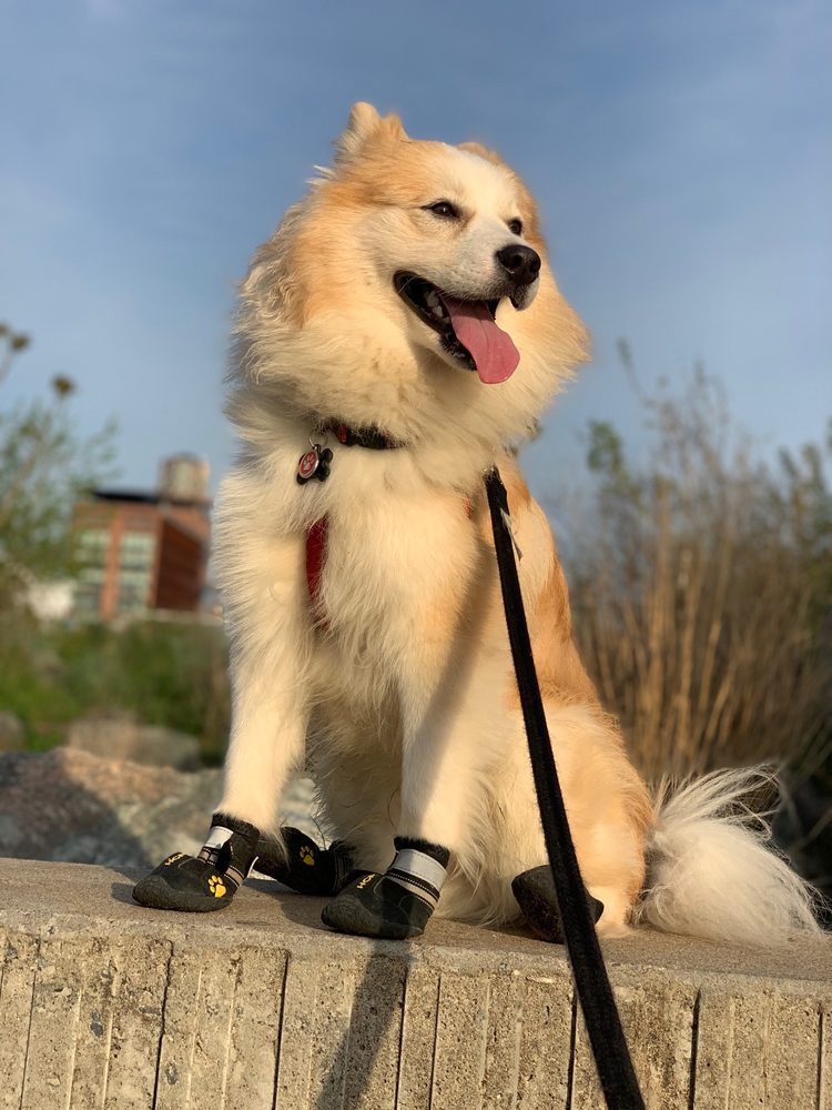 NYC PET DIRECT - Updated November 2025 - 122 Graham Ave, Brooklyn, New ...