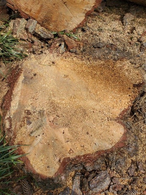 SW TREE SERVICES - 11 Photos - Richmond, Virginia - Tree Services ...