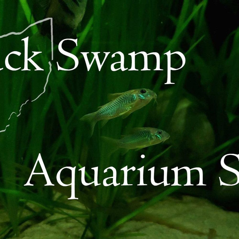 Swamp Fish Tank