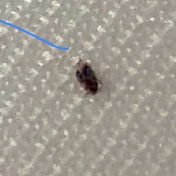 CLARION HOTEL ANAHEIM RESORT - Updated October 2025 - 352 Photos & 511 ...