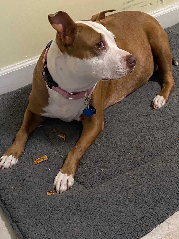 H.L. JOHNSON ELEMENTARY - Updated September 2025 - 1000 Crestwood Blvd ...