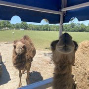 EUDORA WILDLIFE SAFARI PARK - 154 Photos & 26 Reviews - 219 Salem Ln ...