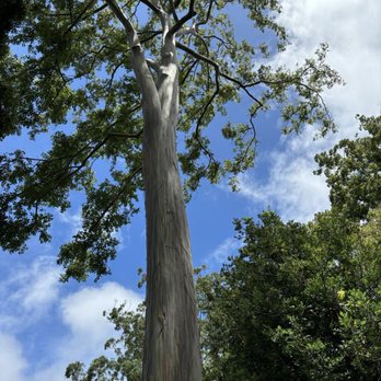 WAHIAWA BOTANICAL GARDEN - Updated November 2025 - 1756 Photos & 153 ...