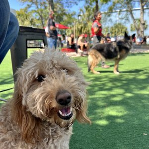 BREWHOUND DOG PARK + BAR - 200 Photos & 89 Reviews - Dog Parks - 1848 ...
