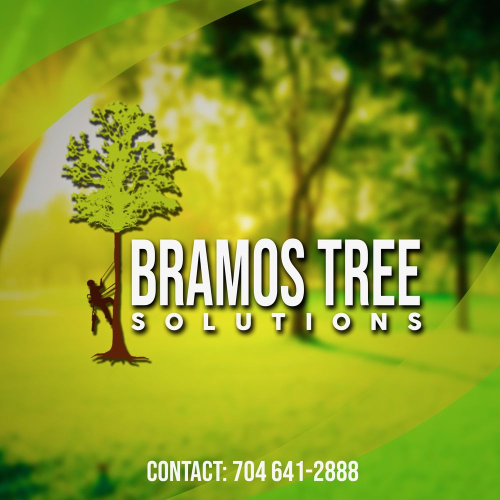 BRAMOS TREE SOLUTION - Updated July 2025 - 6319 Albemarle Rd, Charlotte ...