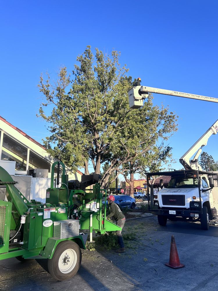 PADILLA TREE SERVICE - Updated November 2025 - 389 Photos & 183 Reviews ...