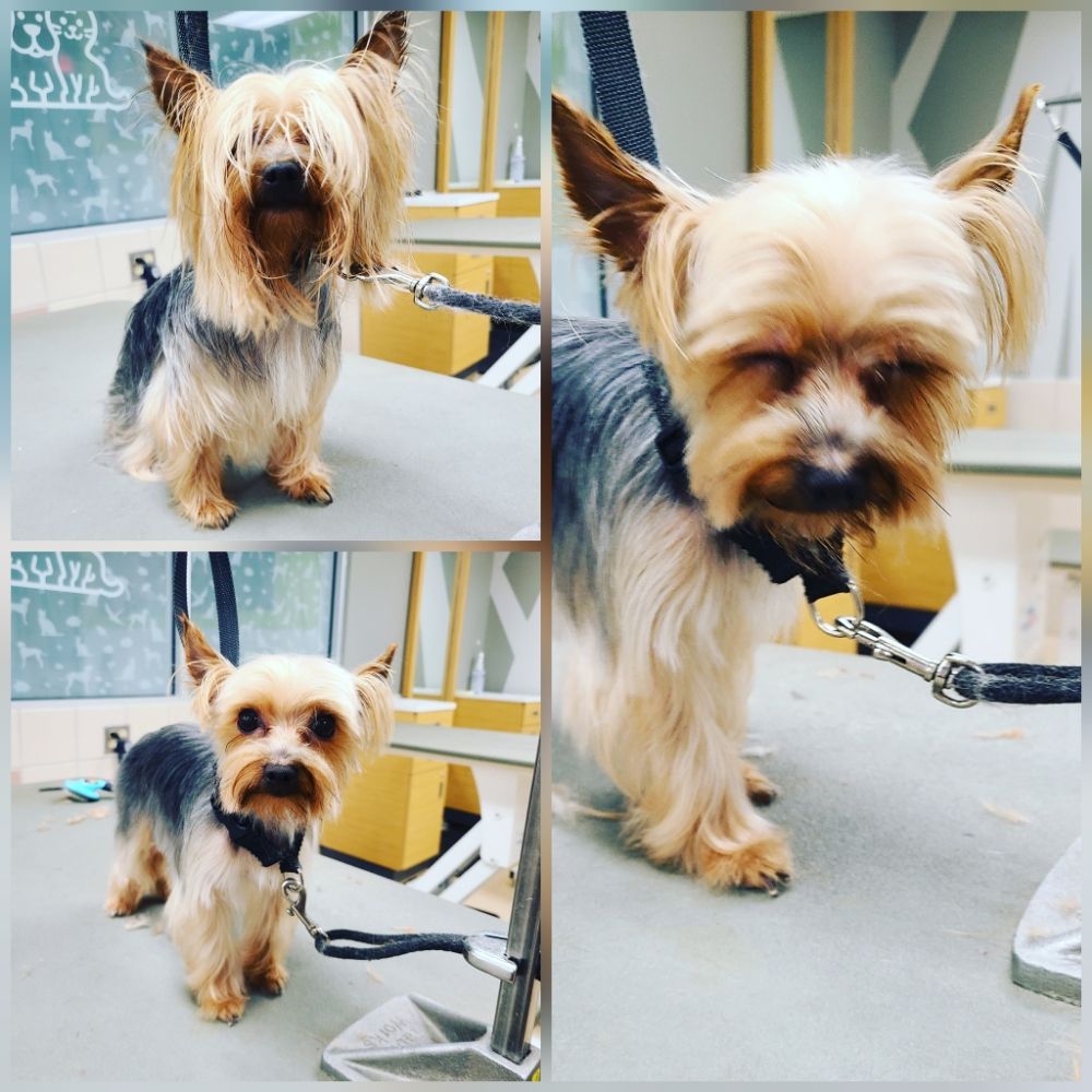 COUNTRY PAWS PARLOR - 20 Photos - San Antonio, Texas - Pet Groomers ...