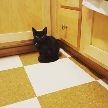 SEATTLE AREA FELINE RESCUE - Updated January 2026 - 61 Photos & 59 ...
