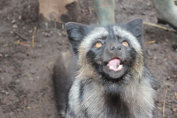 HOO FARM ANIMAL KINGDOM - Updated July 2025 - 69 Photos - Hoo Farm ...