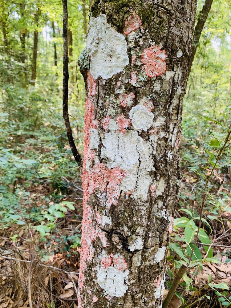FORT MORRIS HISTORIC SITE - Updated April 2024 - 67 Photos - 2559 Fort ...