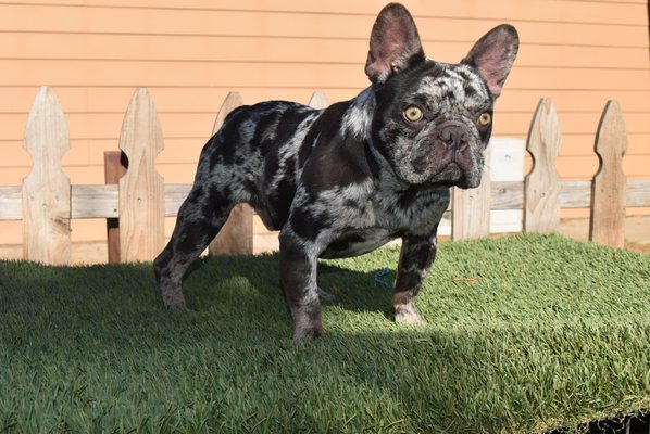 ENGLISH & FRENCH BULLDOGS - CALIFORNIA BULLDOG ASSOCIATION - Updated ...