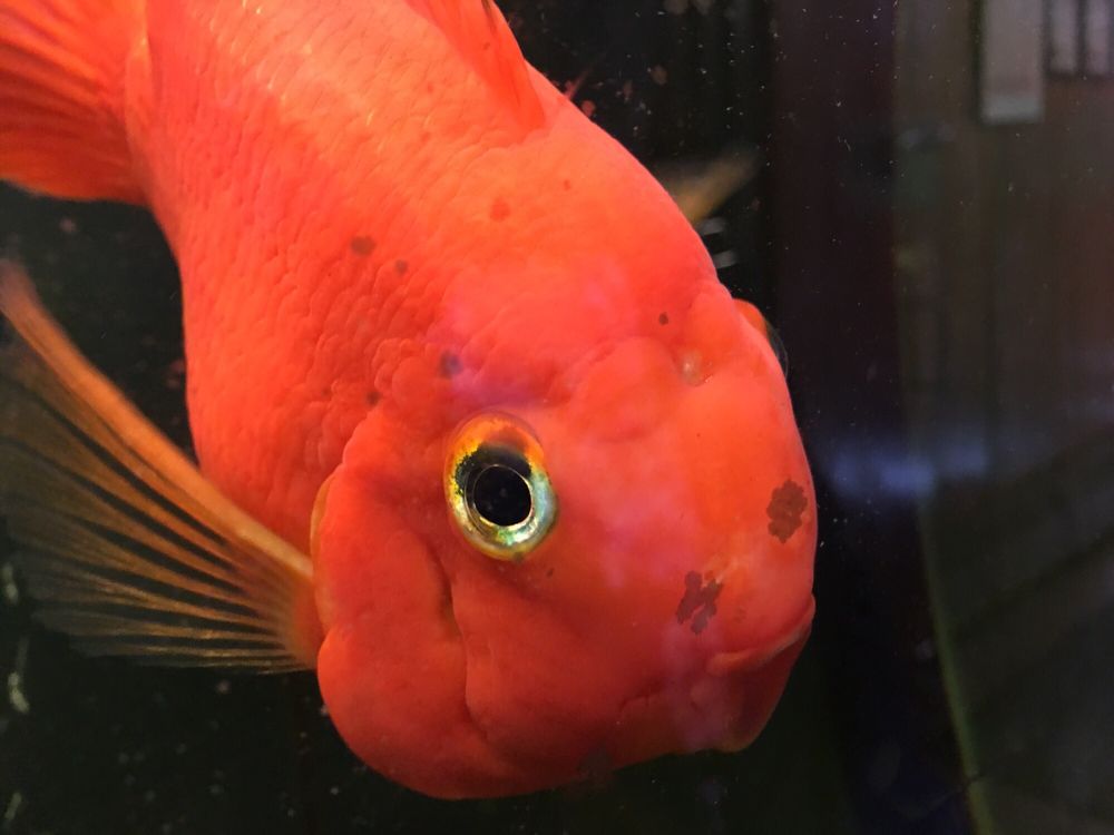 PAGOLAC - 85 Photos & 57 Reviews - 7137 Argyll Rd NW, Edmonton, AB - Yelp