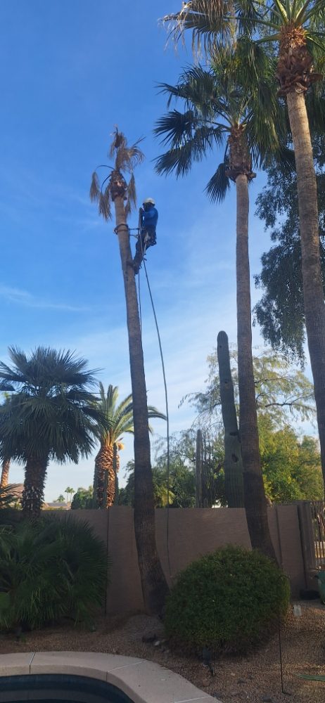 CORE TREE SERVICE - Updated July 2025 - 119 Photos & 155 Reviews ...