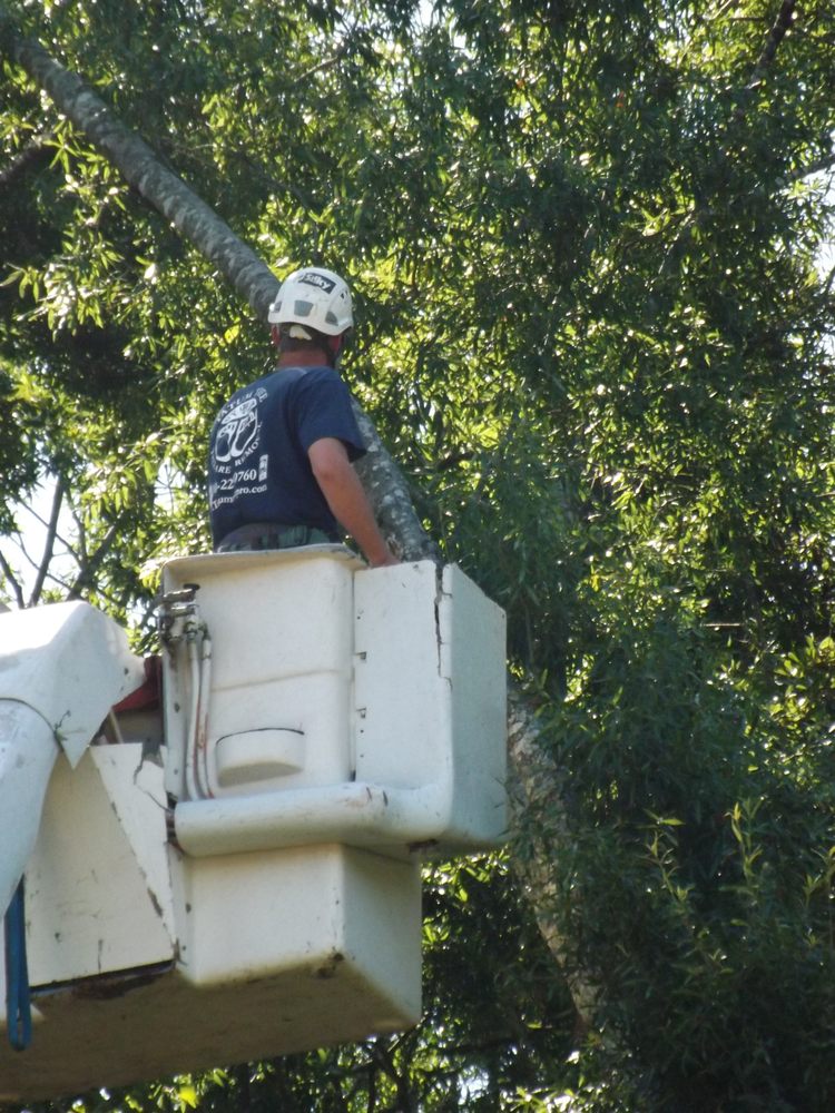 TATUM TREE - Updated February 2025 - 50 3rd St, Griffin, Georgia - Tree ...