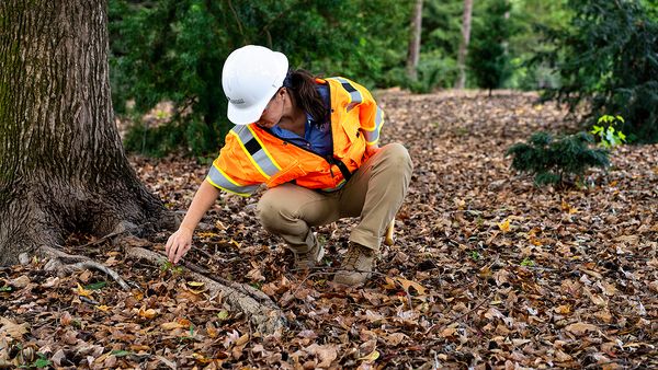 BARTLETT TREE EXPERTS - Updated December 2025 - 57 Photos & 23 Reviews ...