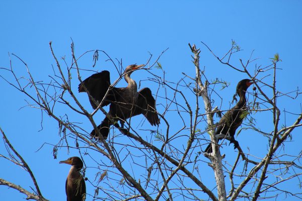 CREW - BIRD ROOKERY SWAMP - Updated November 2024 - 166 Photos & 23 ...