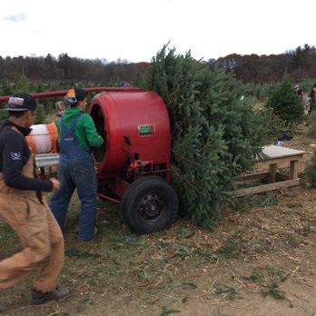 BROADVIEW CHRISTMAS TREE - Updated December 2024 - 20 Photos & 17 ...