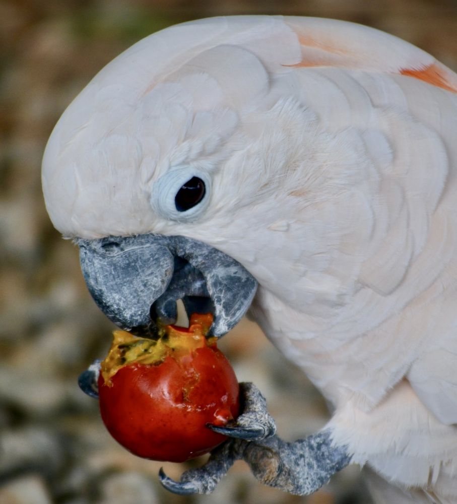 THE PARROT POSSE - Updated June 2024 - Request Information - 25 Photos ...